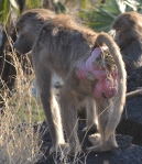 Getting to the Bottom of Baboon Bottoms | DANTAisms